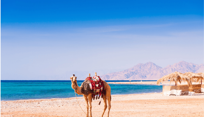 Red Sea Tours - Dive into Marine Paradise - Gray Line Israel